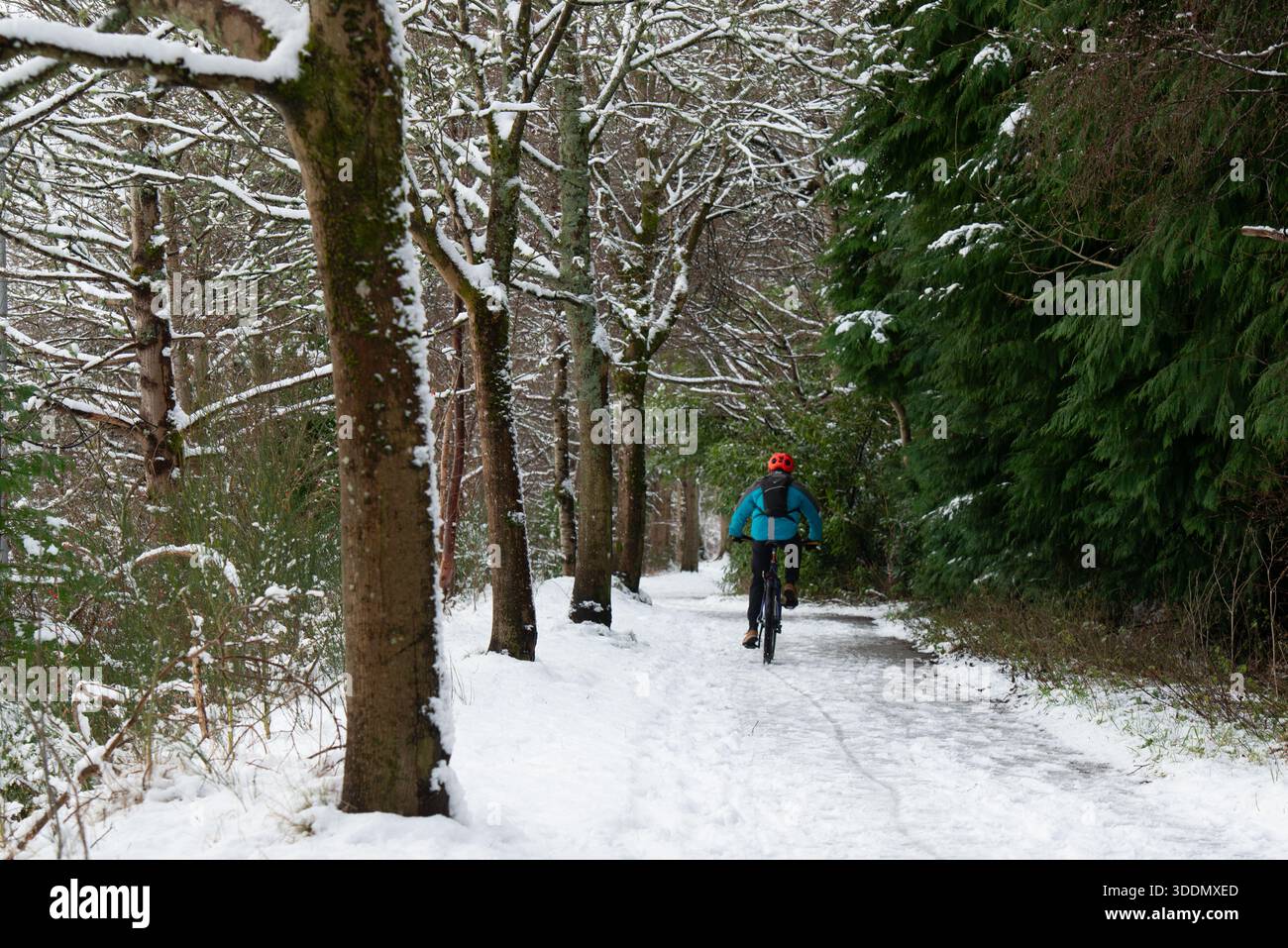 Cyclist in the Snow on the Deeside Way footpath cults Aberdeen Scotland ...