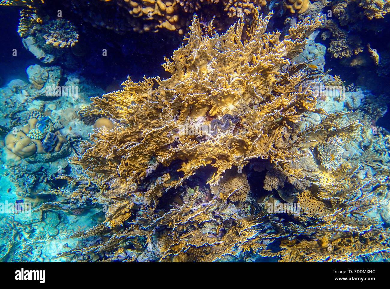 Large coral formation with branching Acropora coral dominating the ...