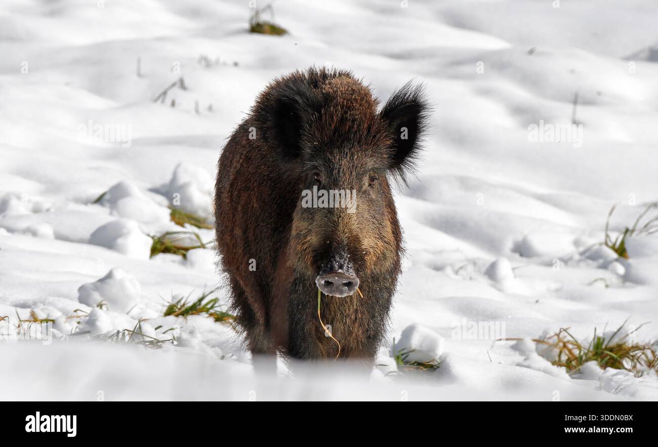 Wild boar standing still on snowy ground while staring at the camera ...