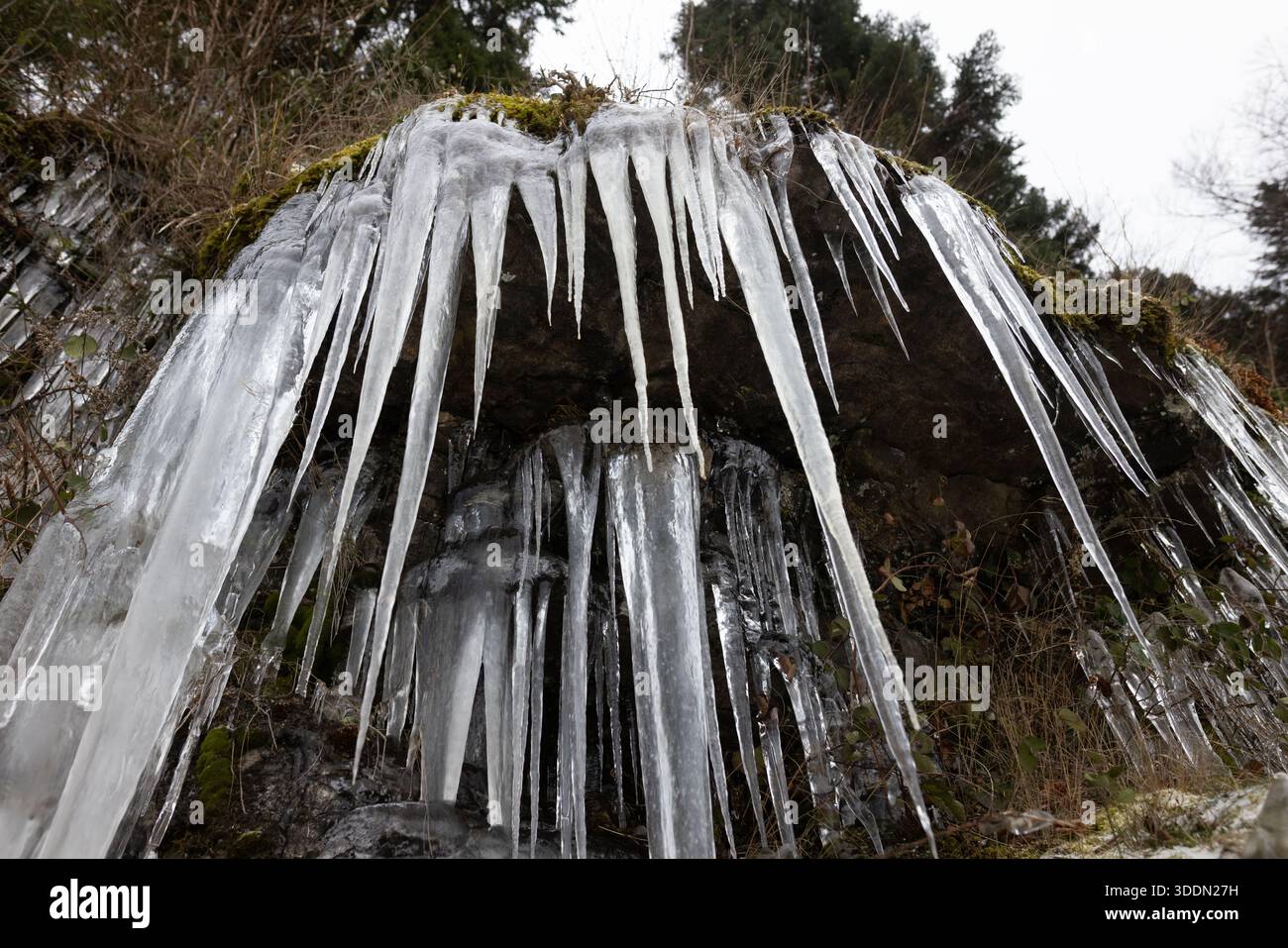 02 January 2026, Baden-Württemberg, Simonswald: Long icicles hang from ...