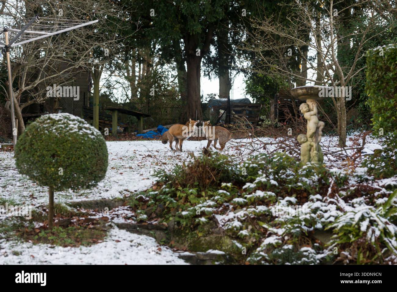 Greater London, UK. 2nd January 2026. UK Weather. Two foxes frolicking ...