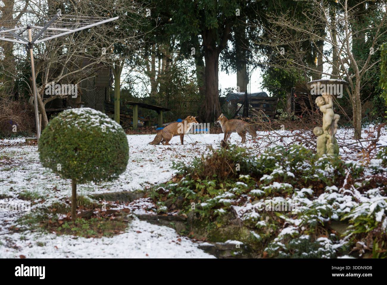Greater London, UK. 2nd January 2026. UK Weather. Two foxes frolicking ...