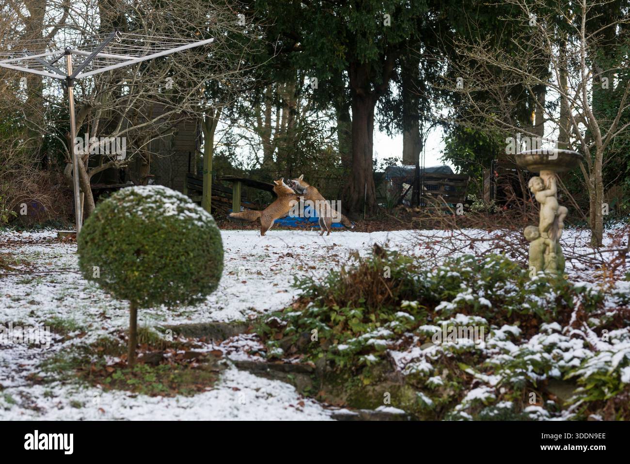 Greater London, UK. 2nd January 2026. UK Weather. Two foxes frolicking ...