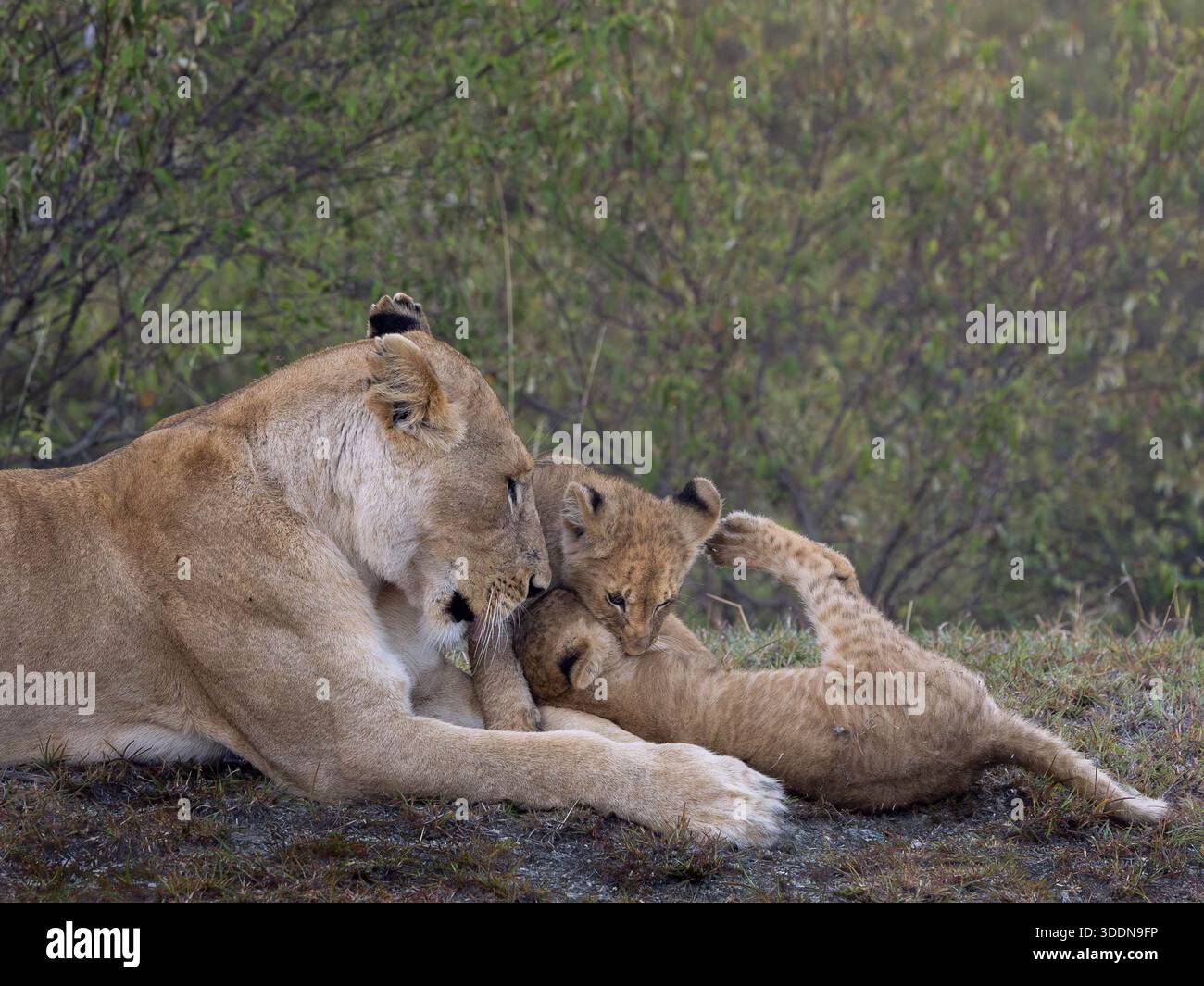 Playful lioness panthera leo hi-res stock photography and images - Alamy
