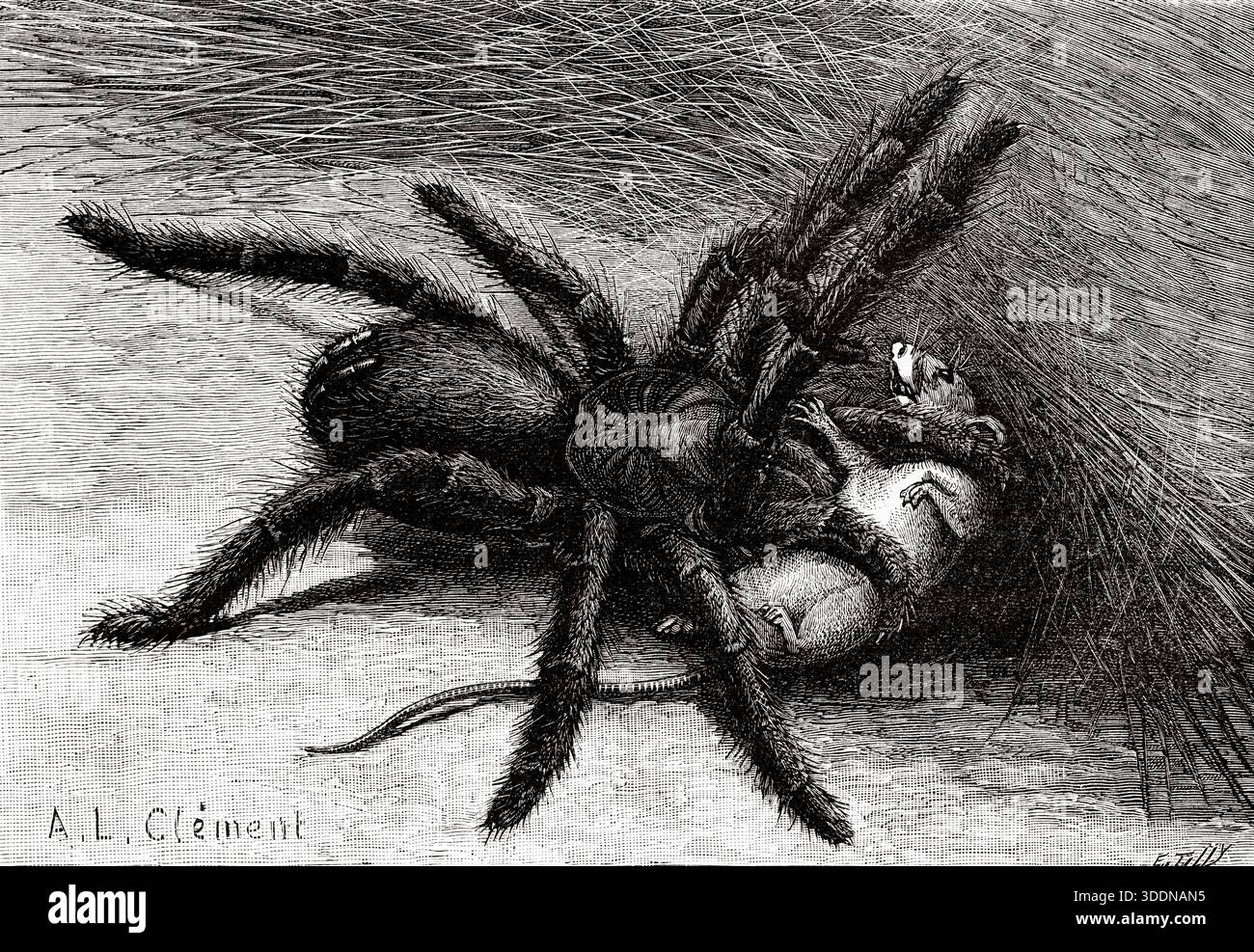 The Brazilian Long-tailed Tarantula (Lasiodora parahybana) kept alive ...