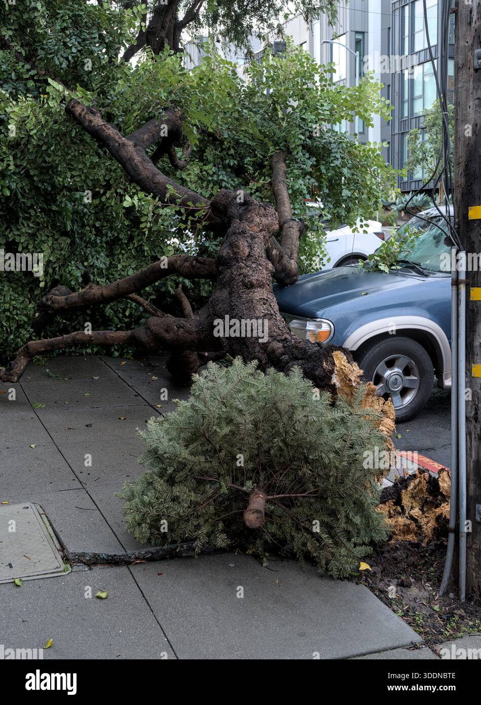 San Francisco, USA. 2nd Jan 2026. A tree fell overnight breaking the ...
