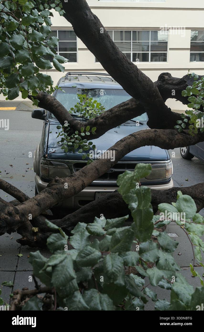 San Francisco, USA. 2nd Jan 2026. A tree fell overnight breaking the ...