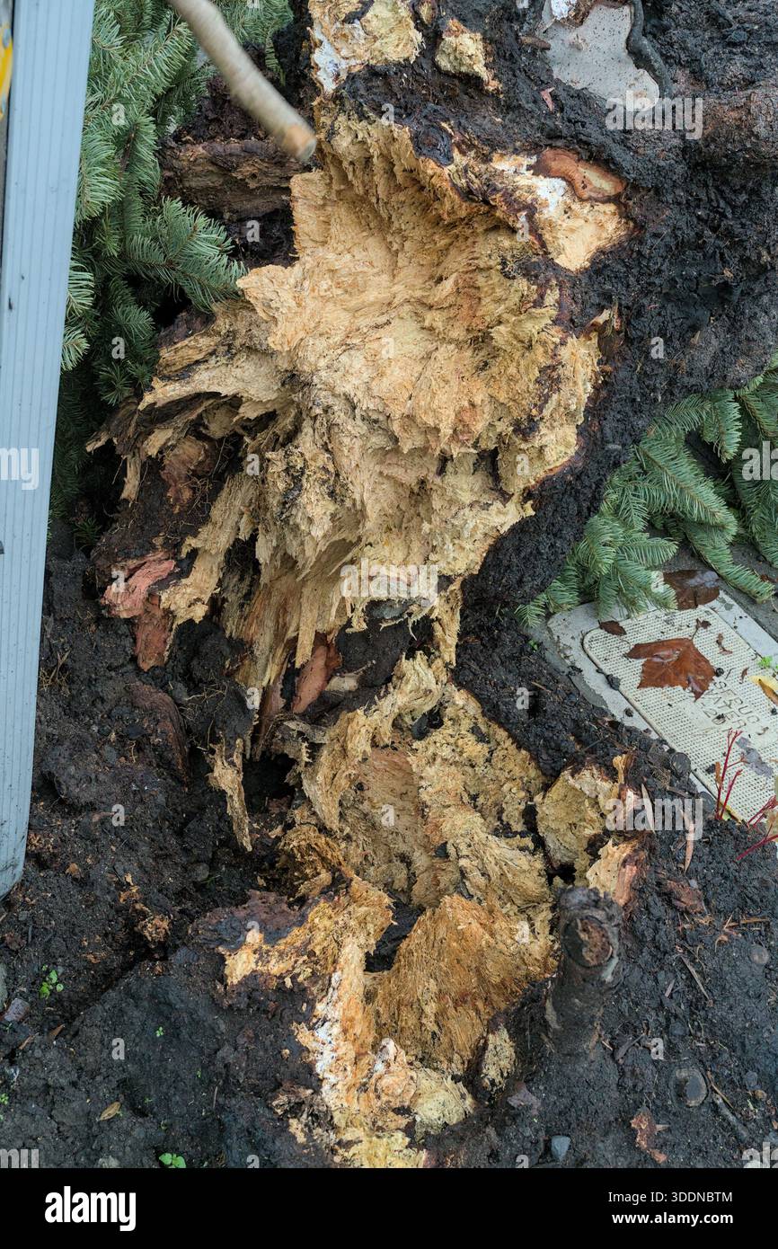 San Francisco, USA. 2nd Jan 2026. A tree fell overnight breaking the ...