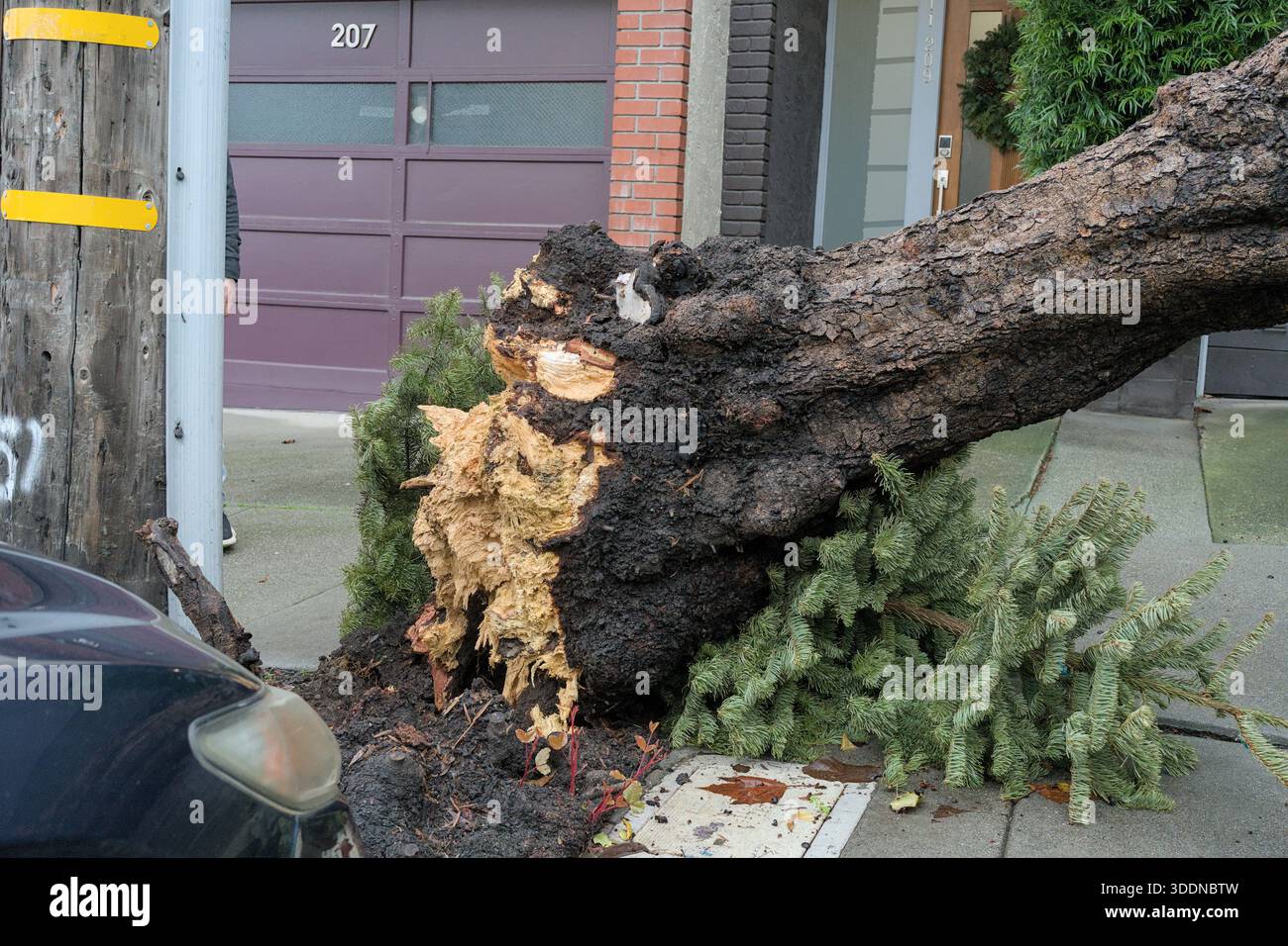 San Francisco, USA. 2nd Jan 2026. A tree fell overnight breaking the ...