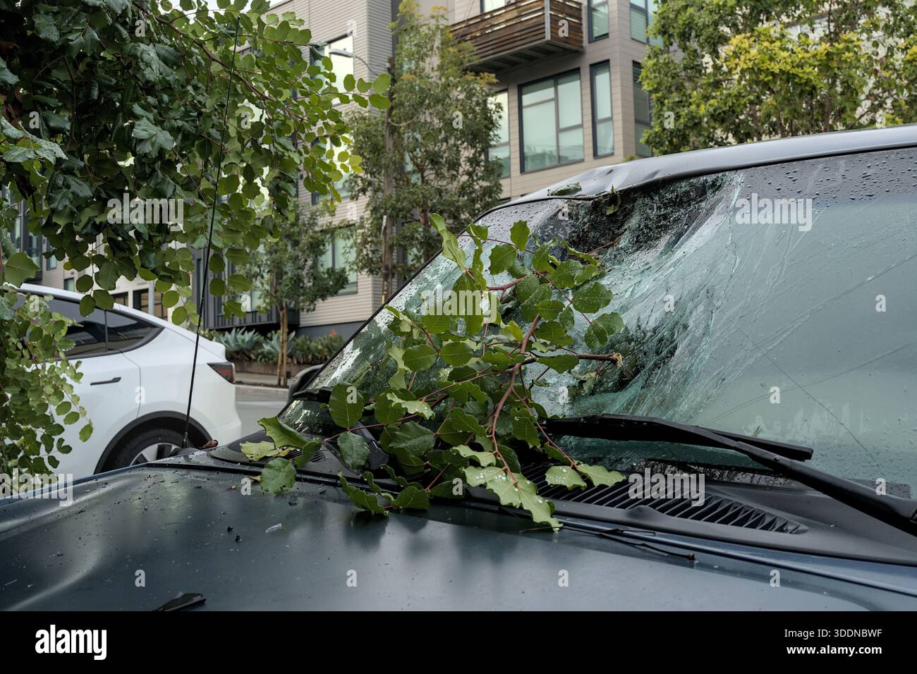San Francisco, USA. 2nd Jan 2026. A tree fell overnight breaking the ...