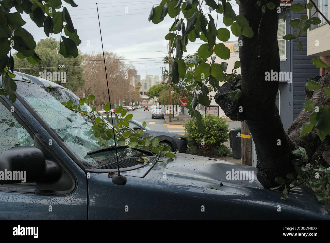 San Francisco, USA. 2nd Jan 2026. A tree fell overnight breaking the ...