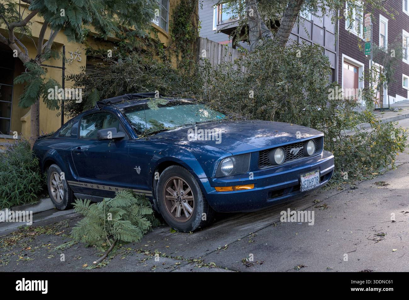 San Francisco, USA. 26th Dec 2025. A tree fell overnight landing on top ...