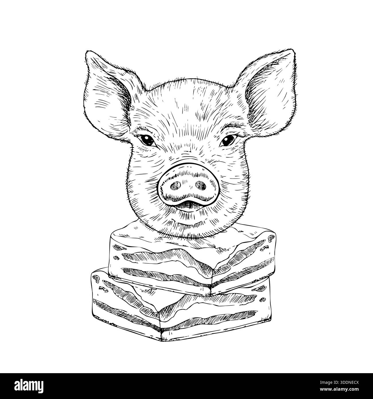 Vector pig head on lard. Graphic ink Pork belly meat illustration ...