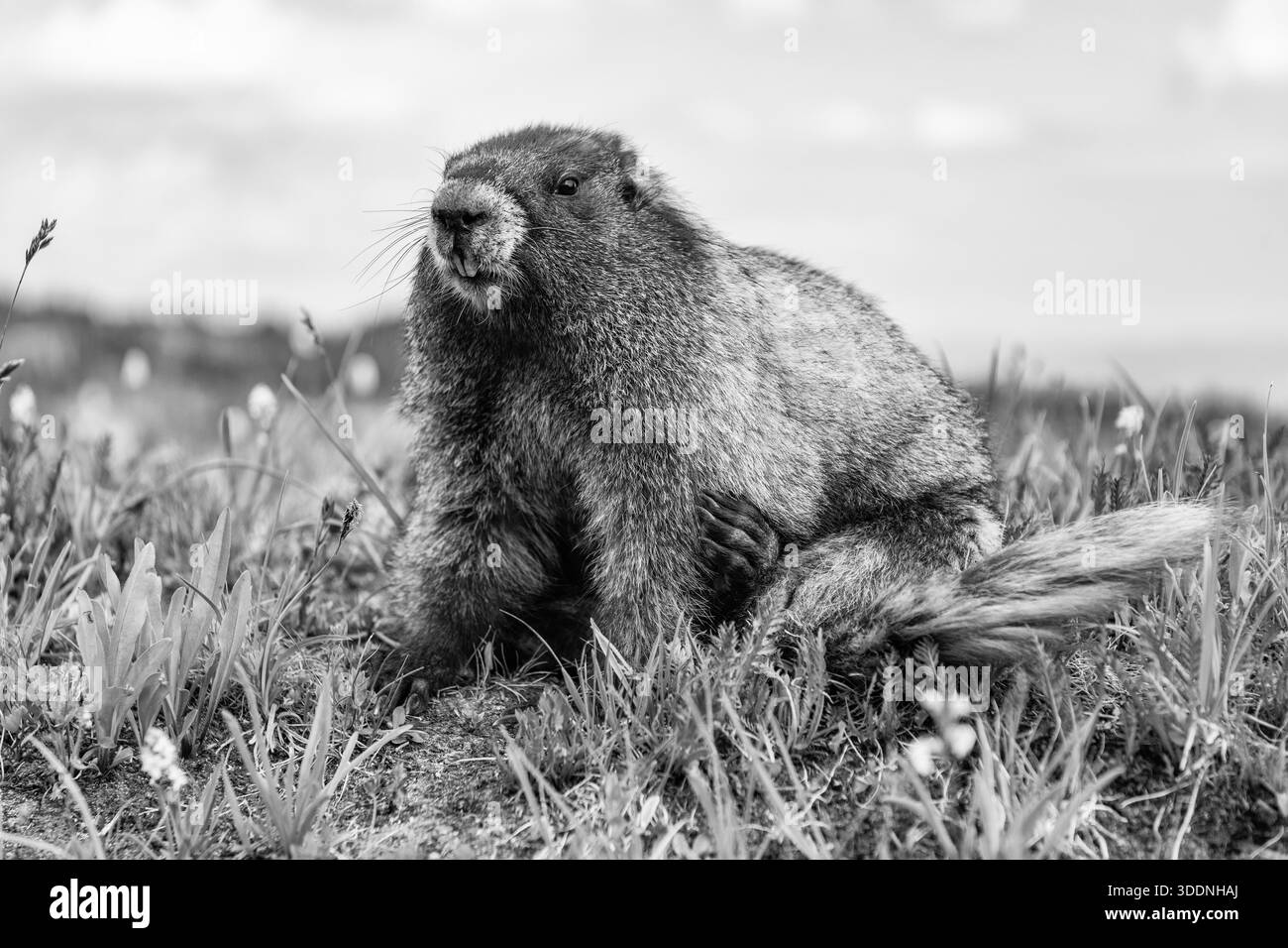 Wild animal in nature. Groundhog at zoo. Rodent animal woodchuck ...
