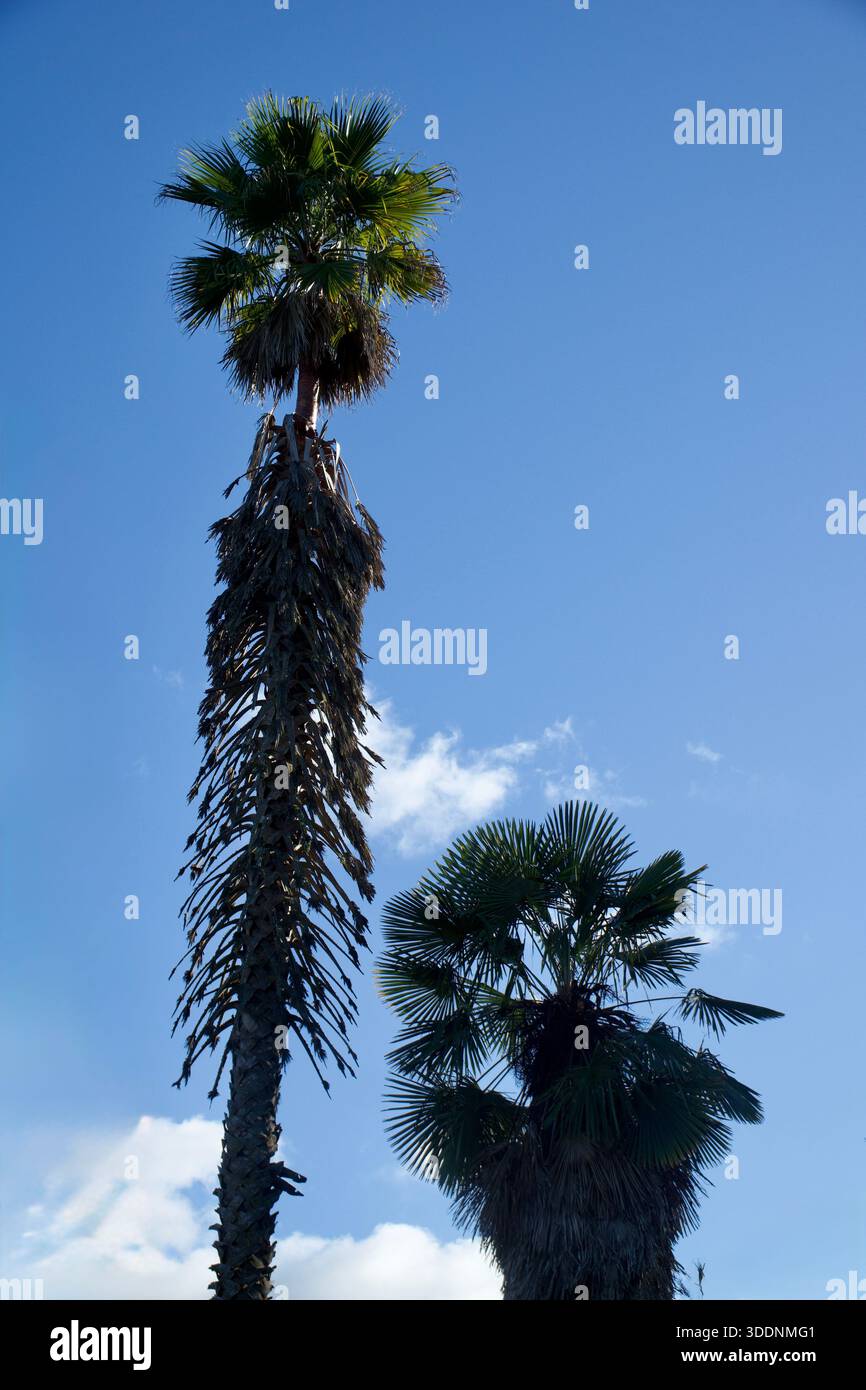 Tall tree against clear hi-res stock photography and images - Alamy