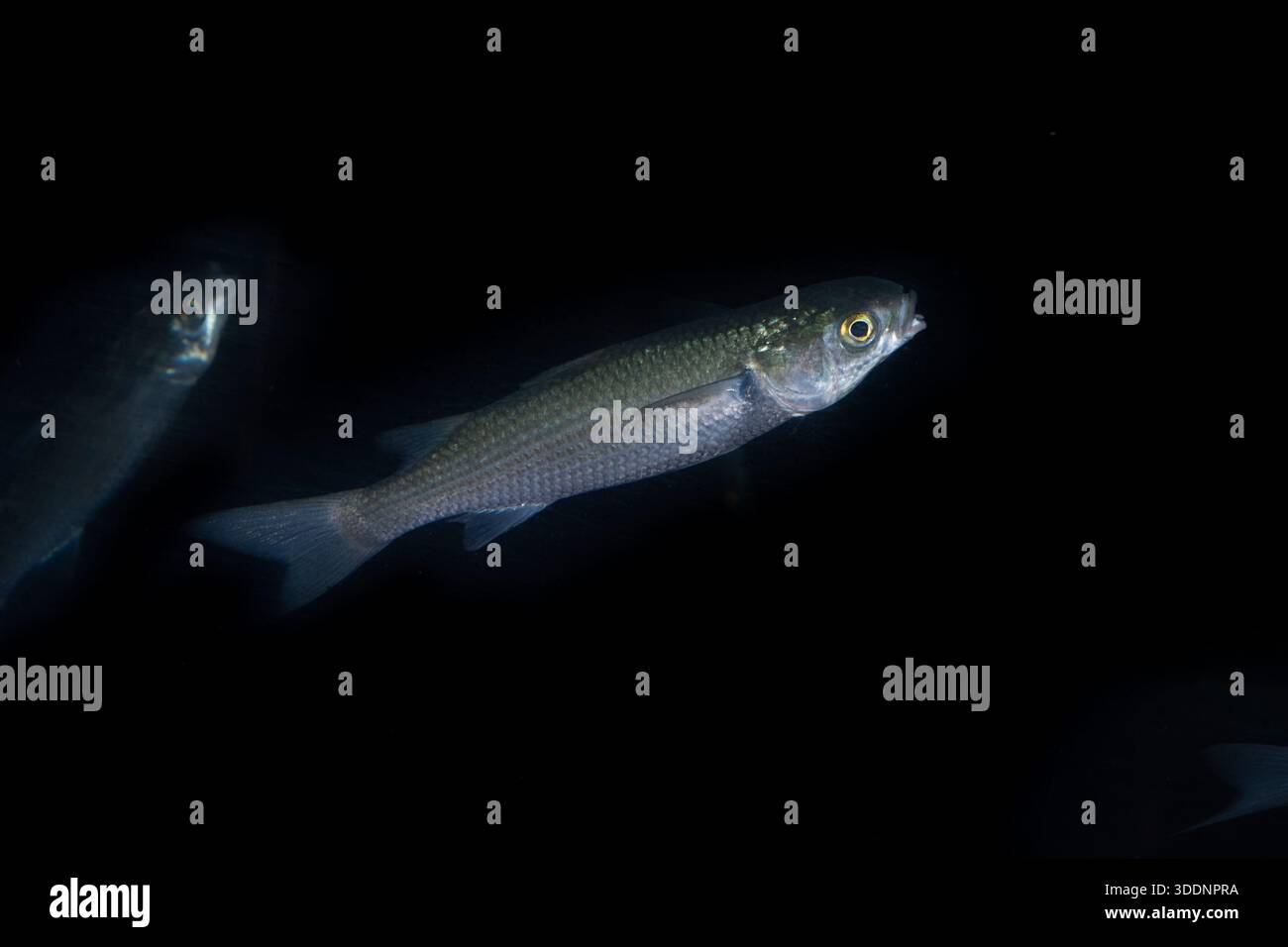 Yellow tailed mullet hi-res stock photography and images - Alamy