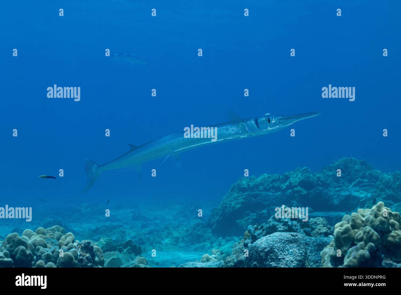 Belonidae fish species hi-res stock photography and images - Alamy