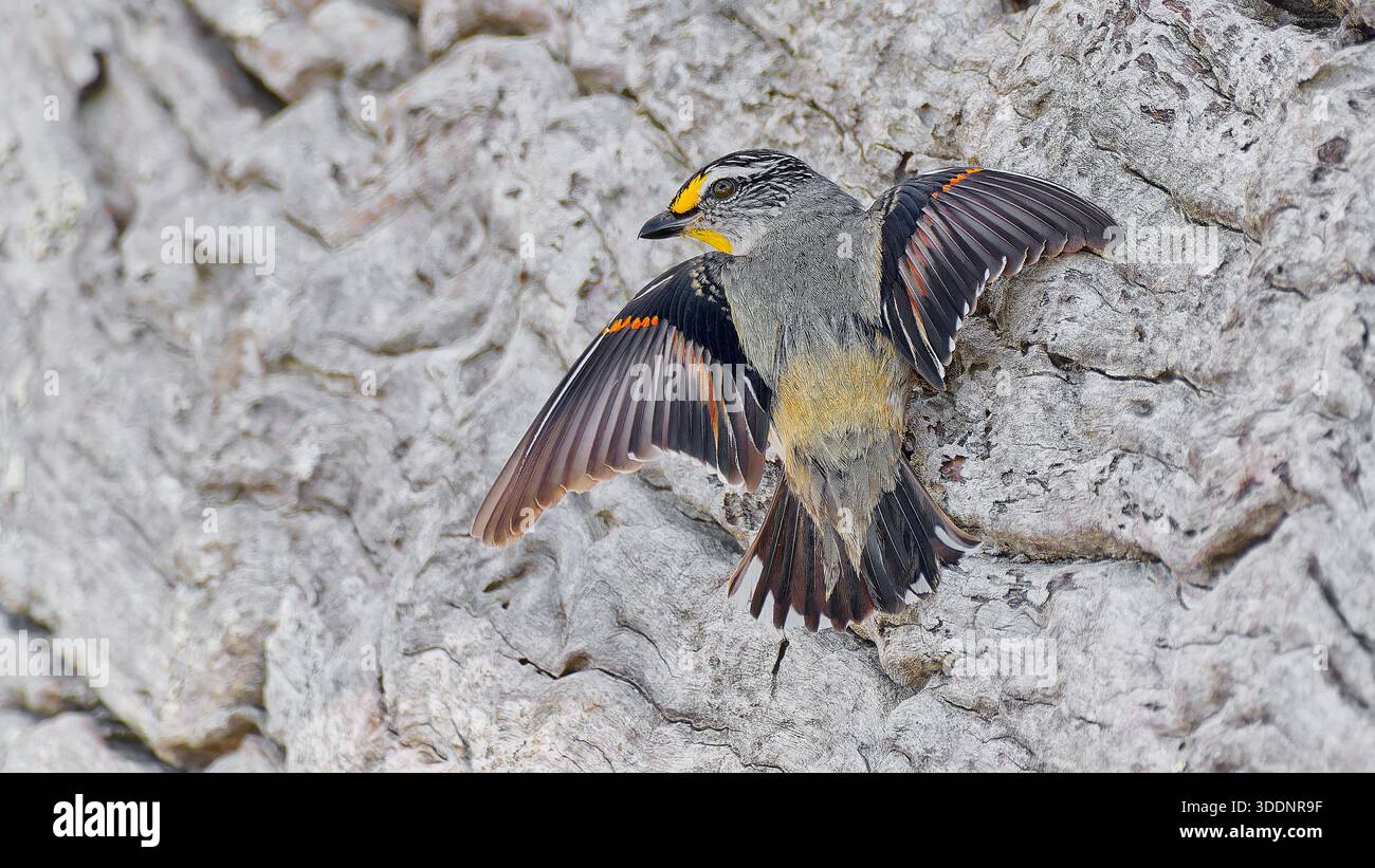 A yellow Striated pardalote (Pardalotus striatus ornatus) bird with ...