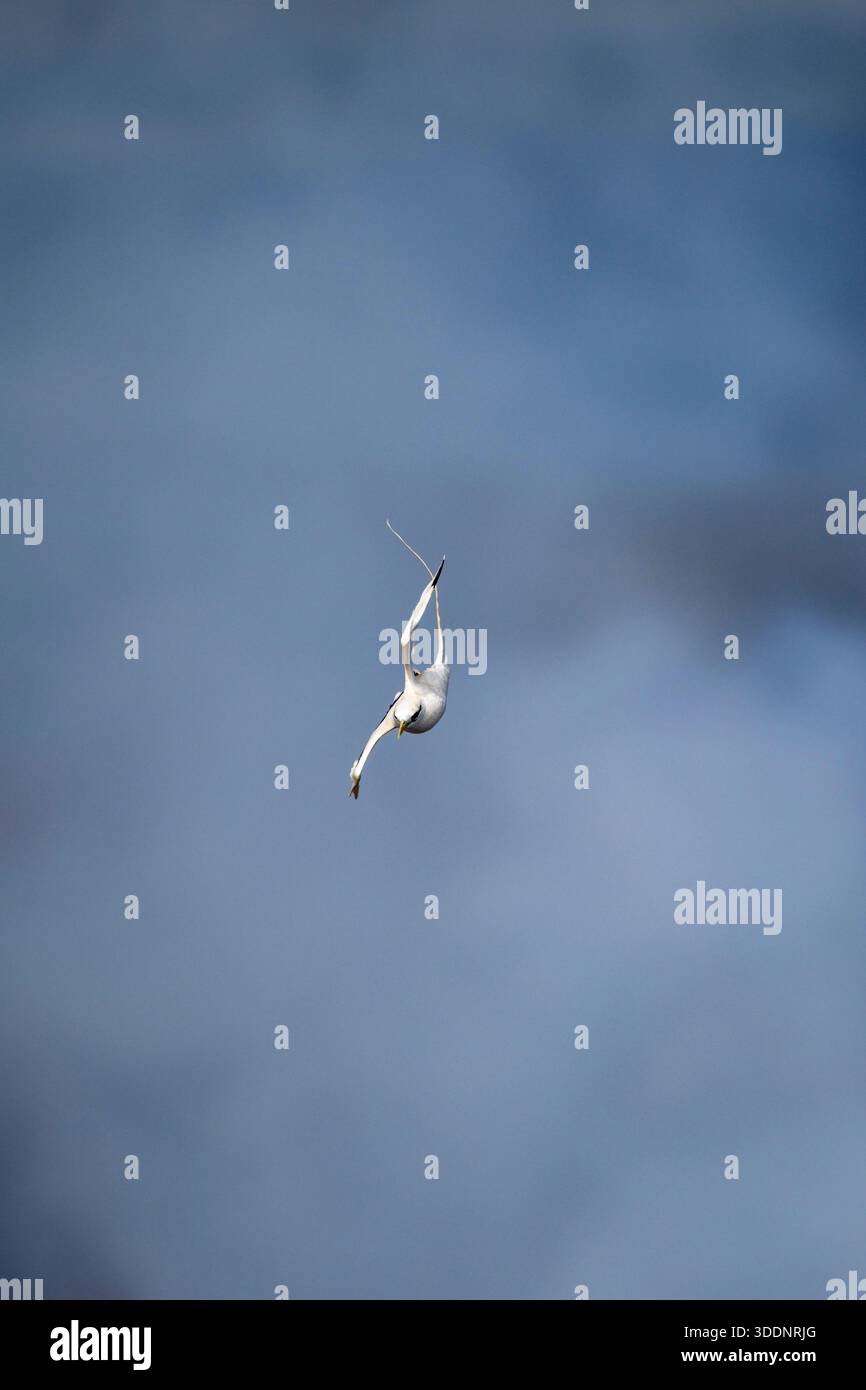 Pacific white-tailed tropicbird, Phaethon lepturus, diving into ...