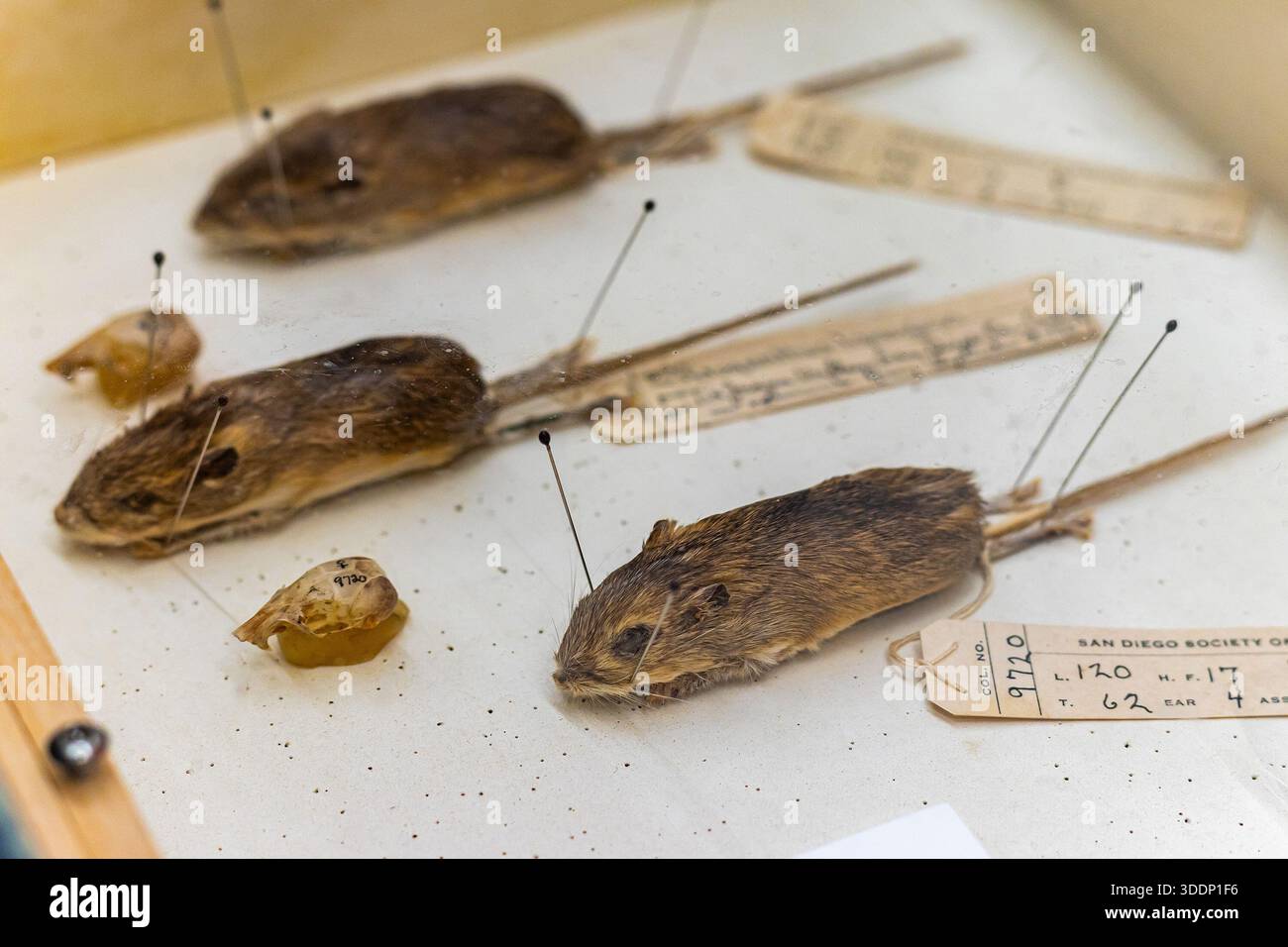 Pinned specimens hi-res stock photography and images - Alamy