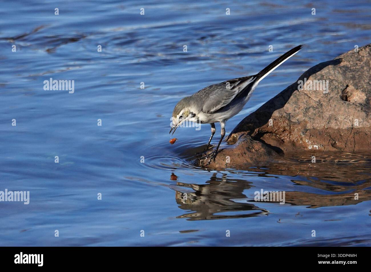 A white wagtail is seen dropping its food from its beak in Hevsel ...