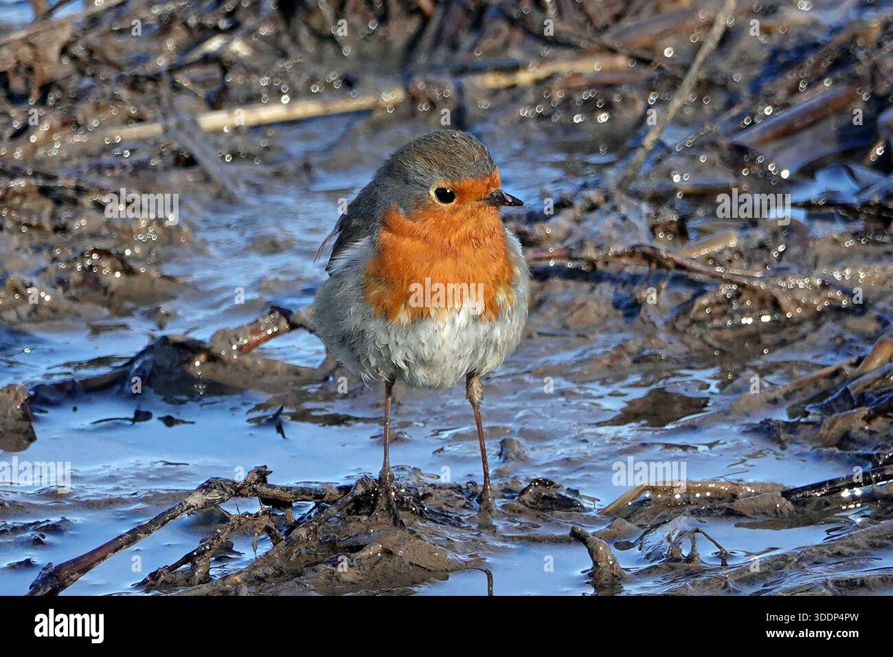 A European Robin is seen in the Hevsel Gardens of Diyarbakir. Nearly ...