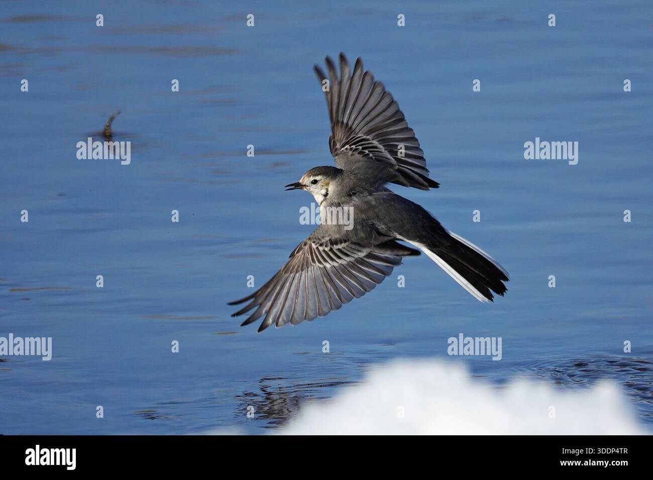 A white wagtail bird living in the Hevsel Gardens of Diyarbakir is seen ...