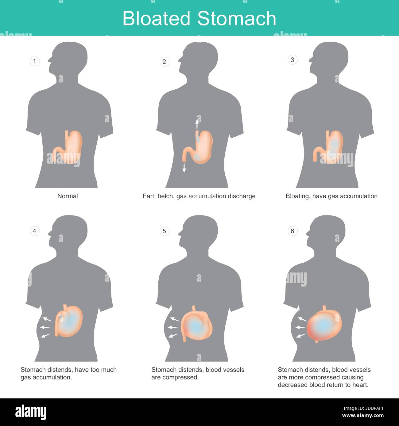This diagram illustrates the Amoeba Structure, a single-celled organism ...