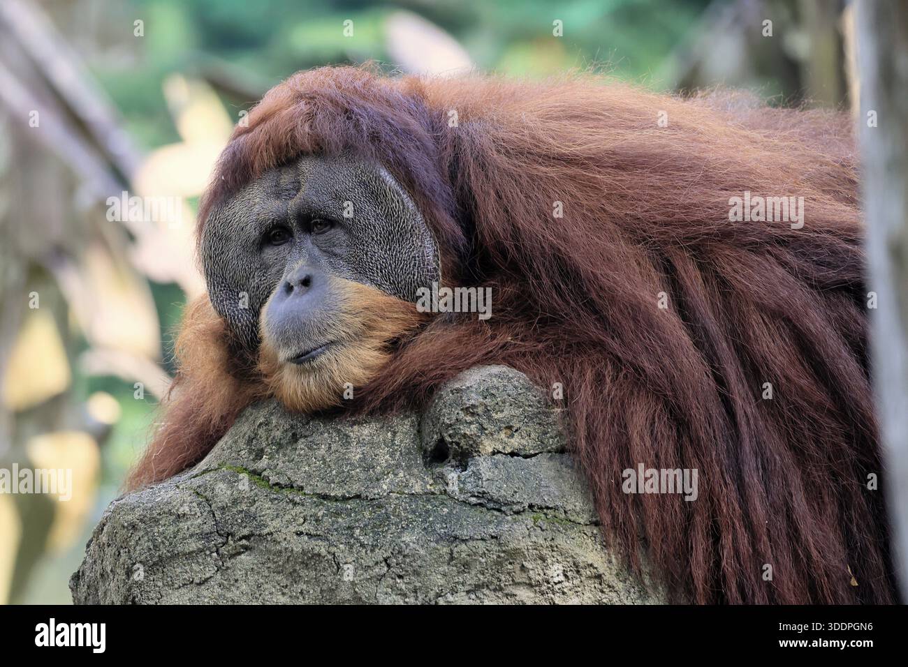 Borneo Orang Utan (Pan Paniscus), adult, male, portrait, resting, on ...