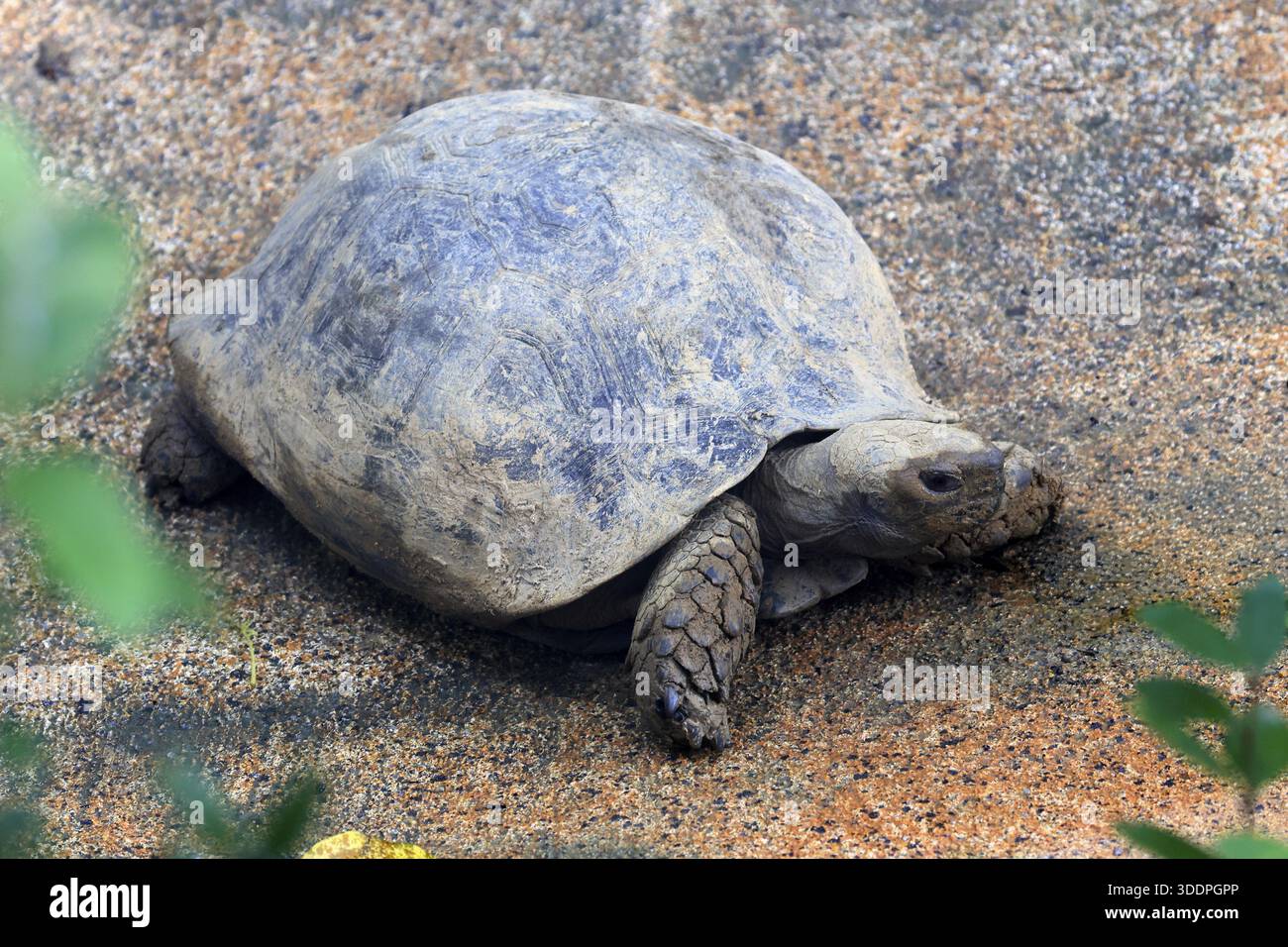 Yellow-headed turtle (Indotestudo elongata), adult, feeding, Southeast ...