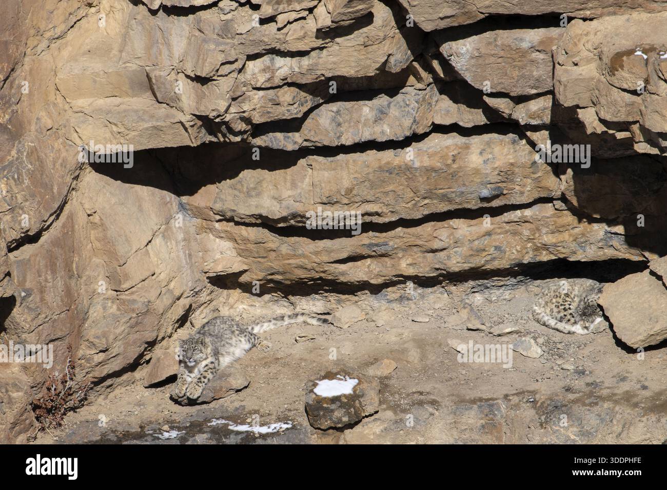 Two snow leopards resting in a rocky shelter, snow leopard, panthera ...
