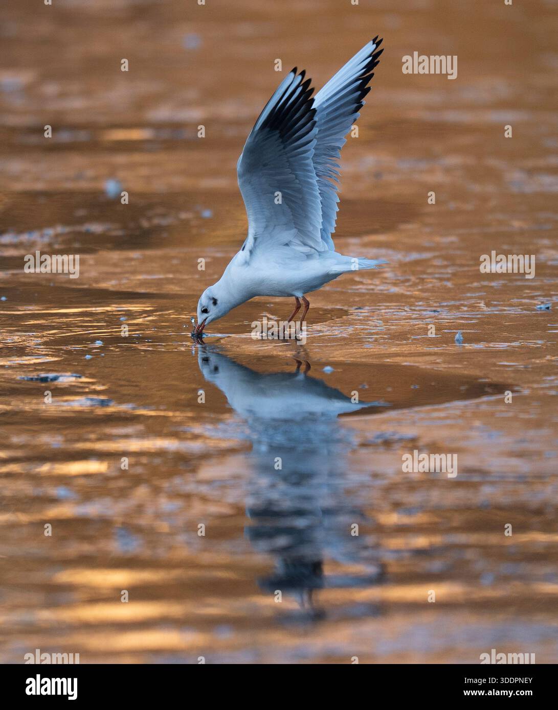 London uk january 2026 black hi-res stock photography and images - Alamy