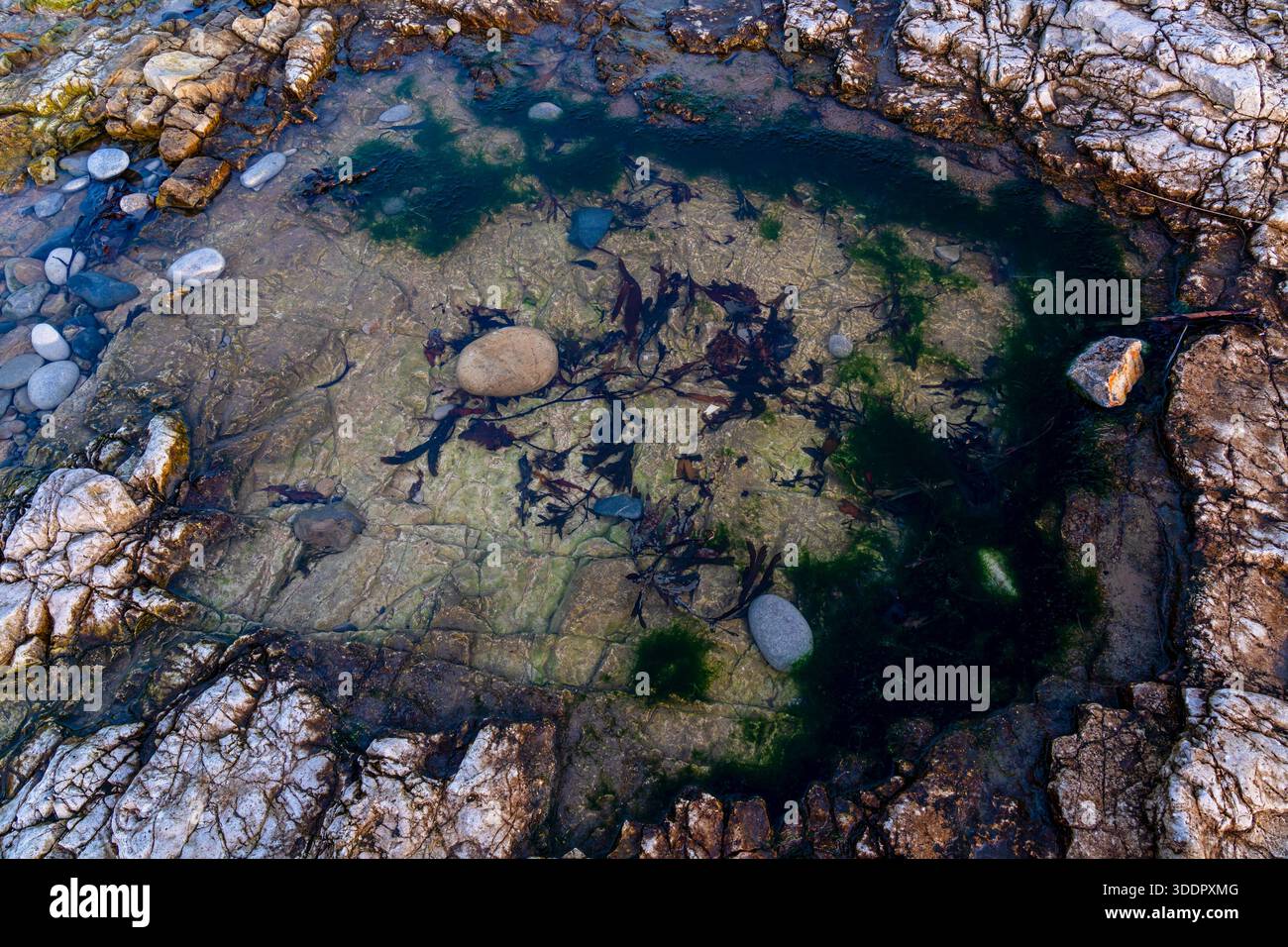Rock pool submerged seaweed hi-res stock photography and images - Alamy