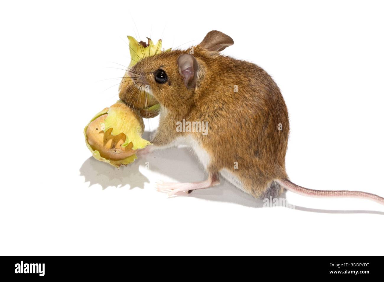 A small brown mouse is shown in profile, holding a hazelnut in its paws ...