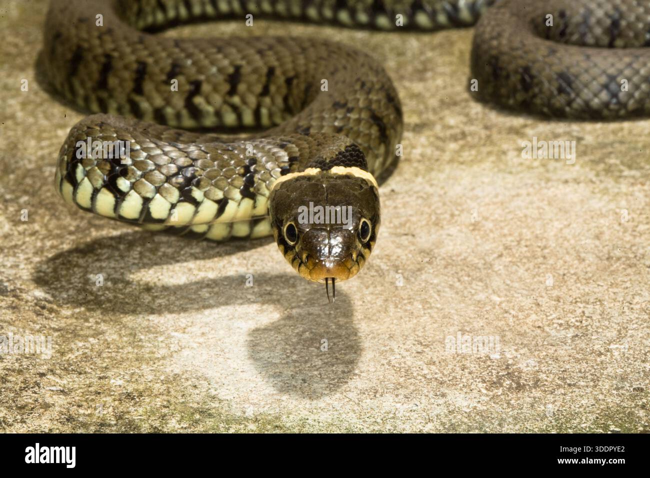 A grass snake with yellow markings on its neck is coiled on a textured ...
