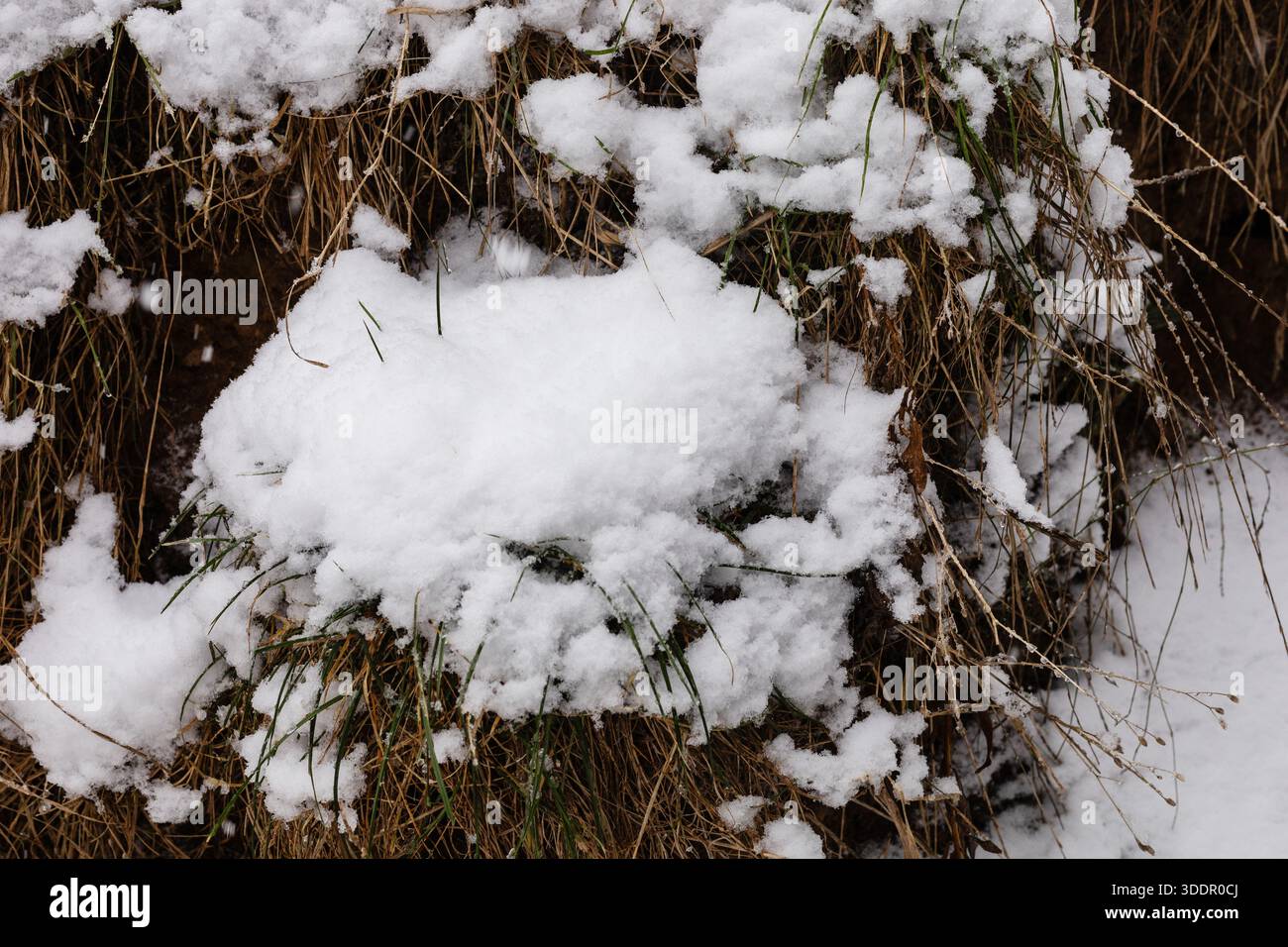 Snow blankets dry grass in a field during winter. The scene shows how ...
