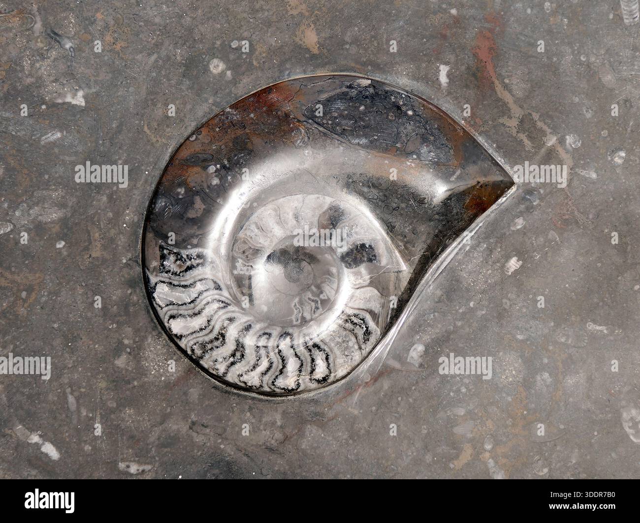 Ammonites fossils, Erfoud, Kingdom of Morocco, North Africa Stock Photo ...