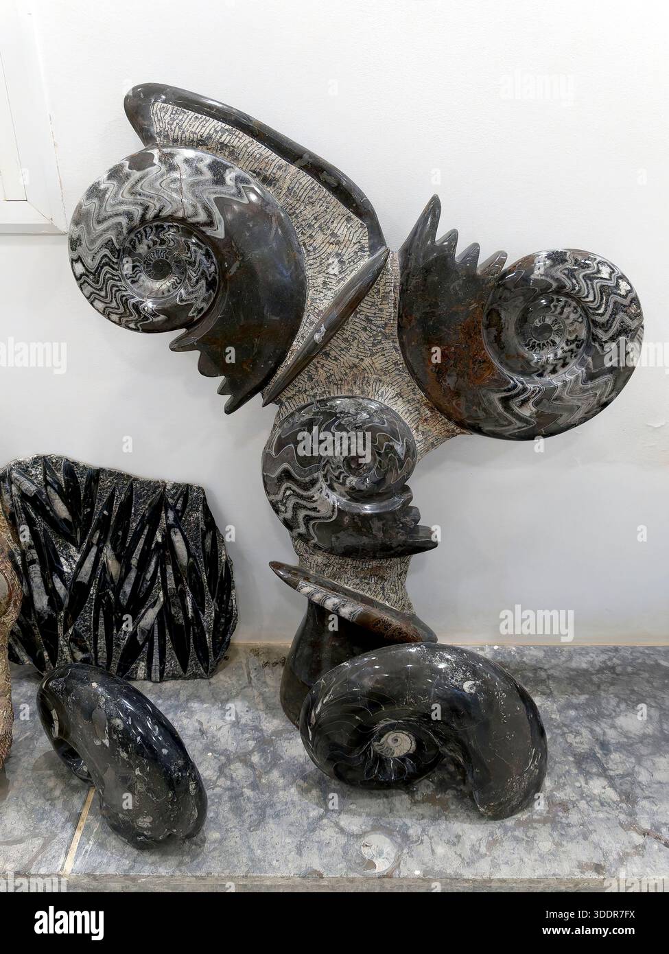 Ammonites fossils, Erfoud, Kingdom of Morocco, North Africa Stock Photo ...