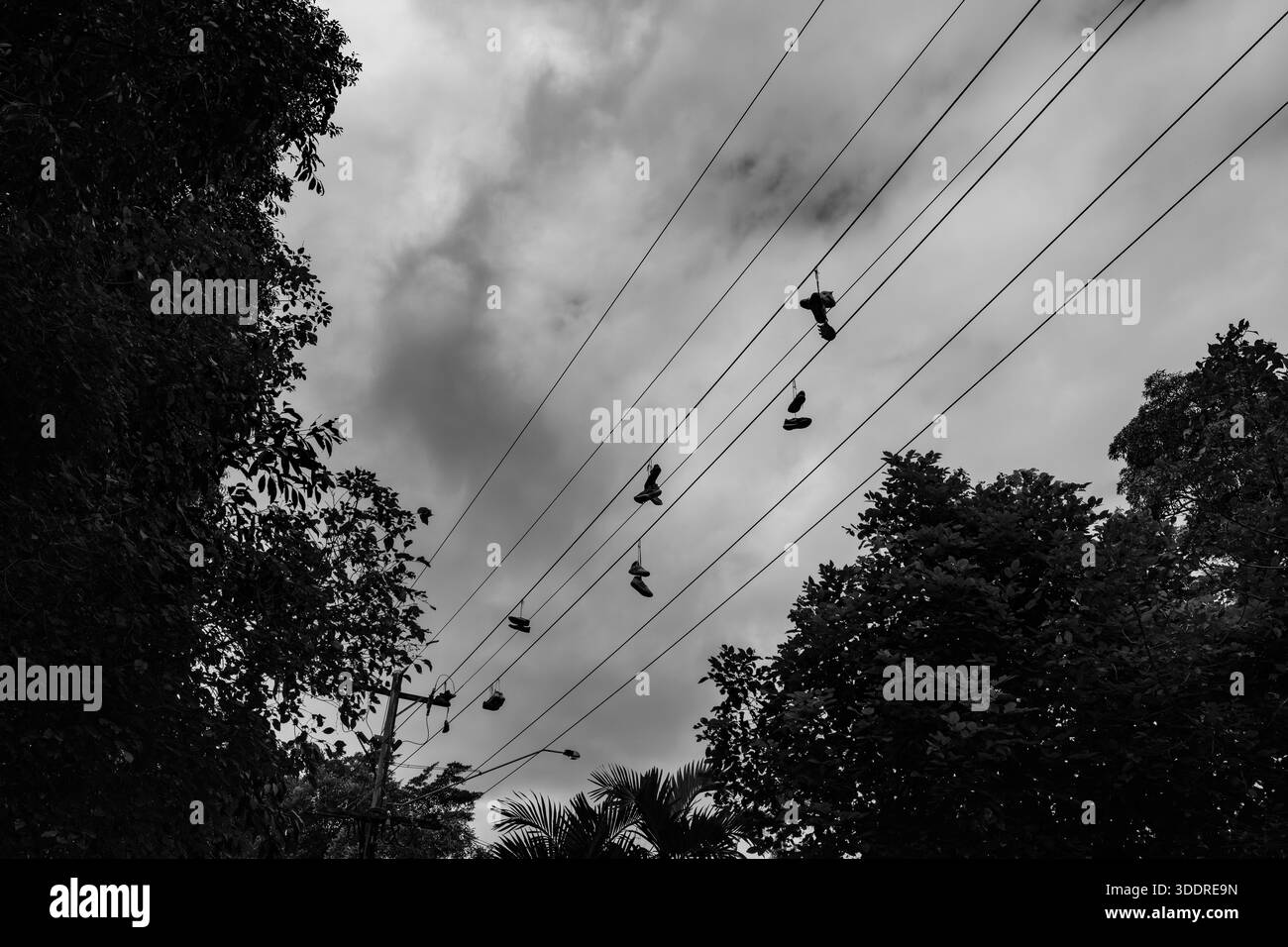 Hanging between trees Black and White Stock Photos & Images - Alamy