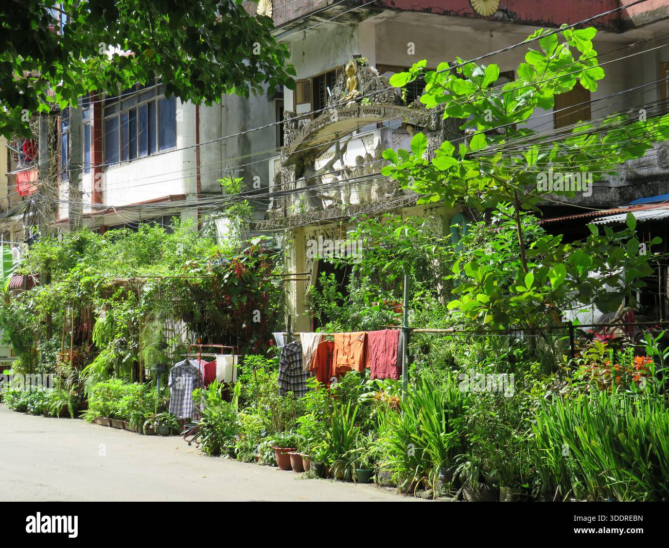 Colorful plants on a street in Yangon, Myanmar.JPG Stock Photo - Alamy