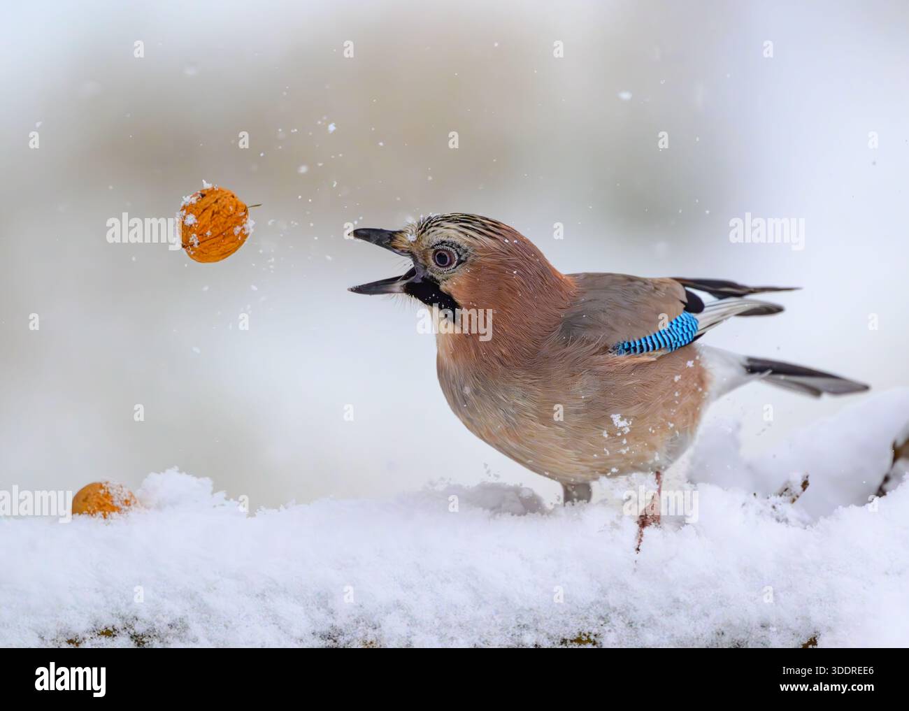 dpatop - 03 January 2026, Brandenburg, Sieversdorf: A jay (Garrulus ...