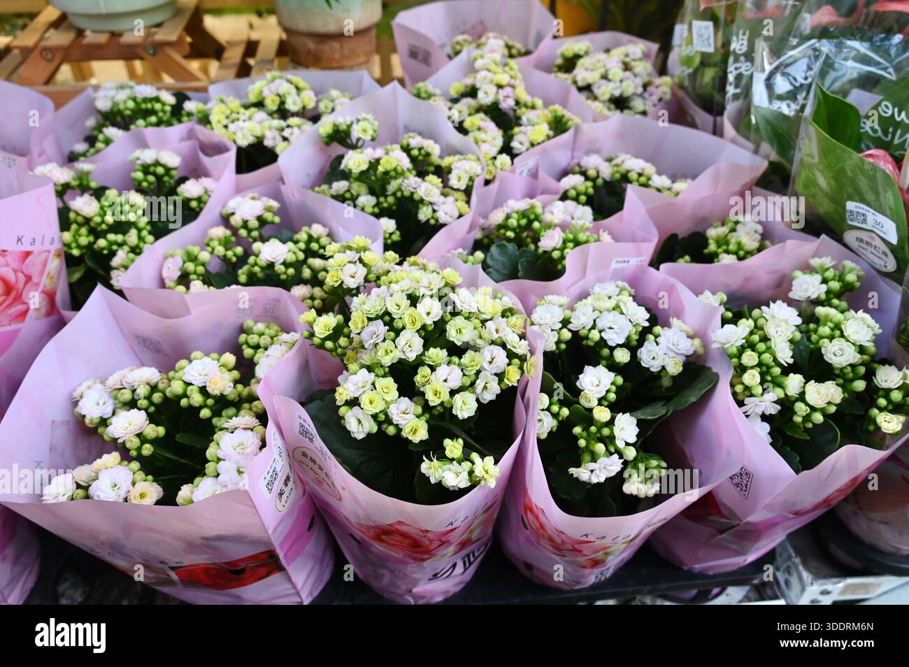 A general view showing the Chinese New Year Flowers display on Mong Kok ...