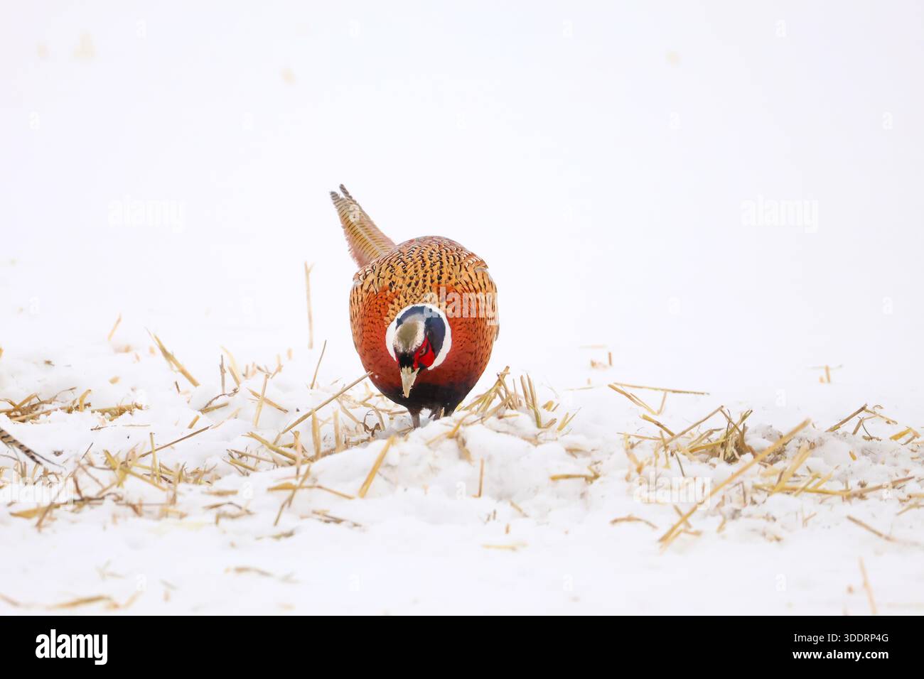 Ring necked pheasant roosters hi-res stock photography and images - Alamy
