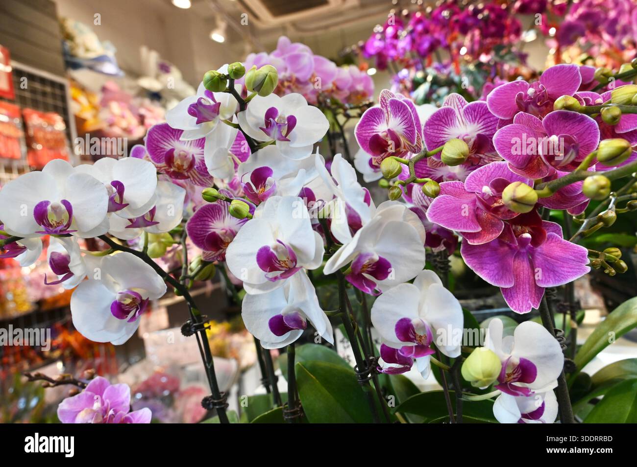 A general view showing the Chinese New Year Flowers display on Mong Kok ...