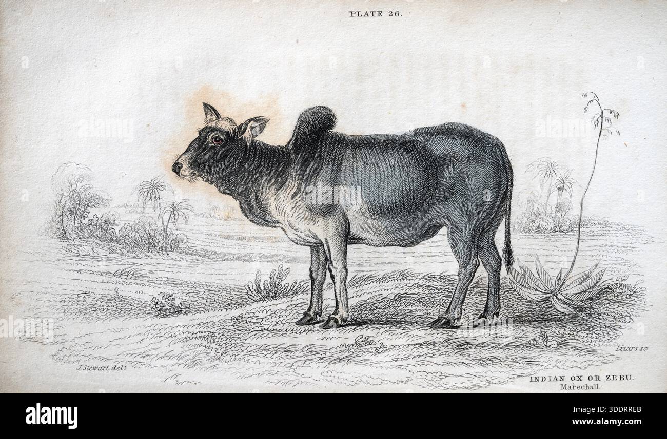 The zebu, also known as indicine cattle and humped cattle, Livestock ...