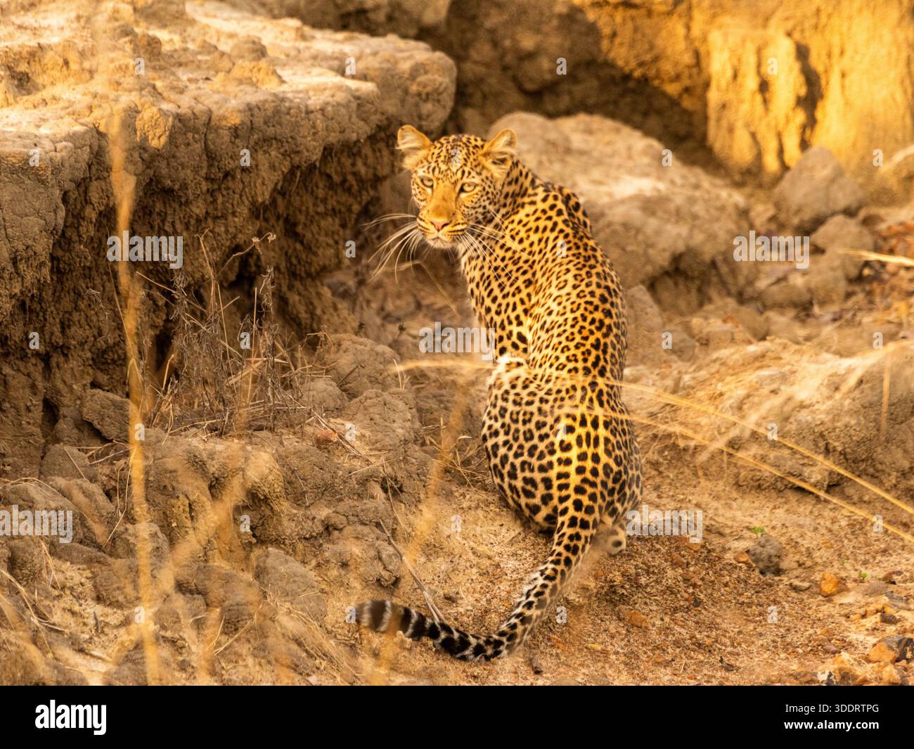 Beautiful wild leopard in gorge hi-res stock photography and images - Alamy