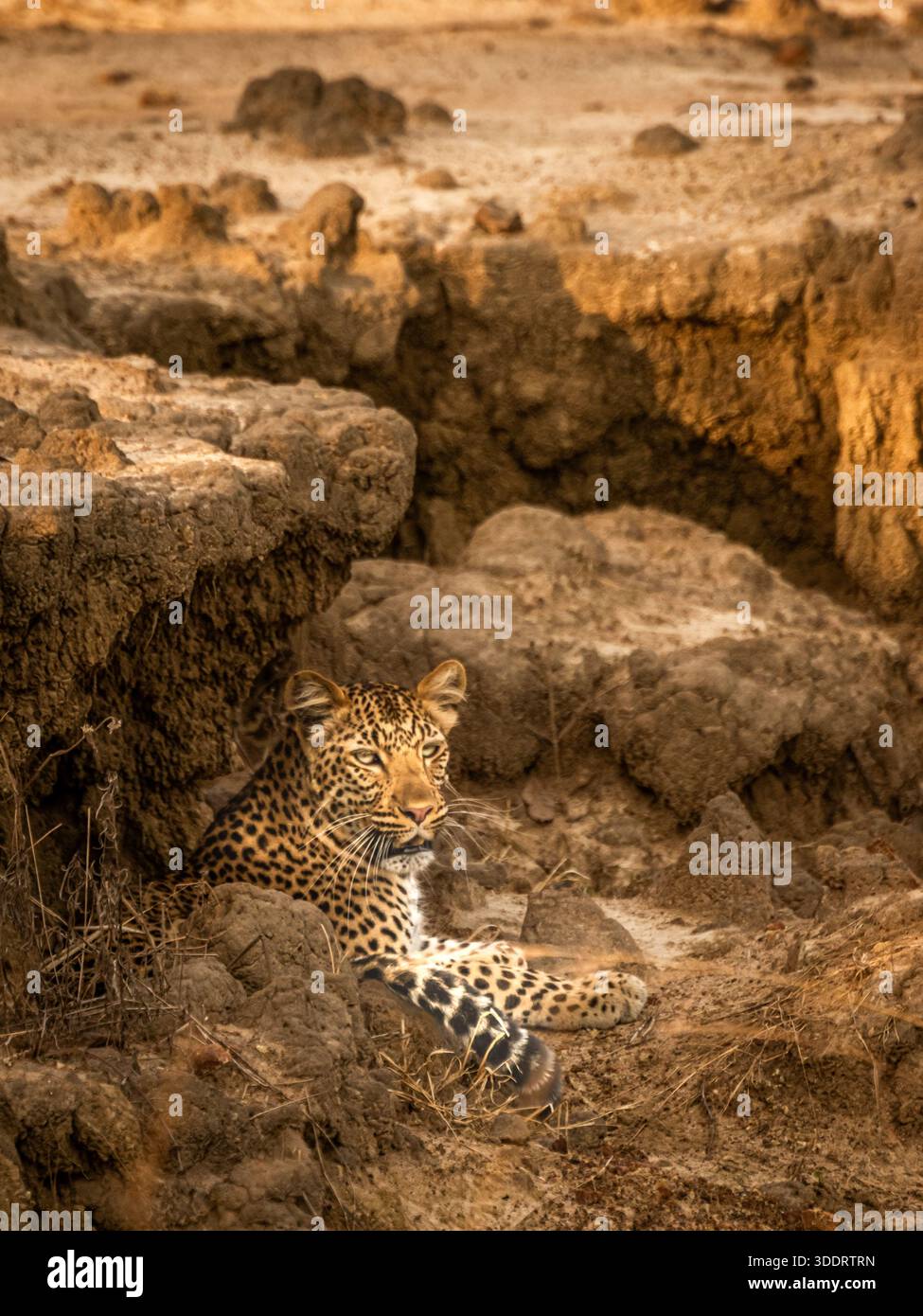 Beautiful wild leopard in gorge hi-res stock photography and images - Alamy