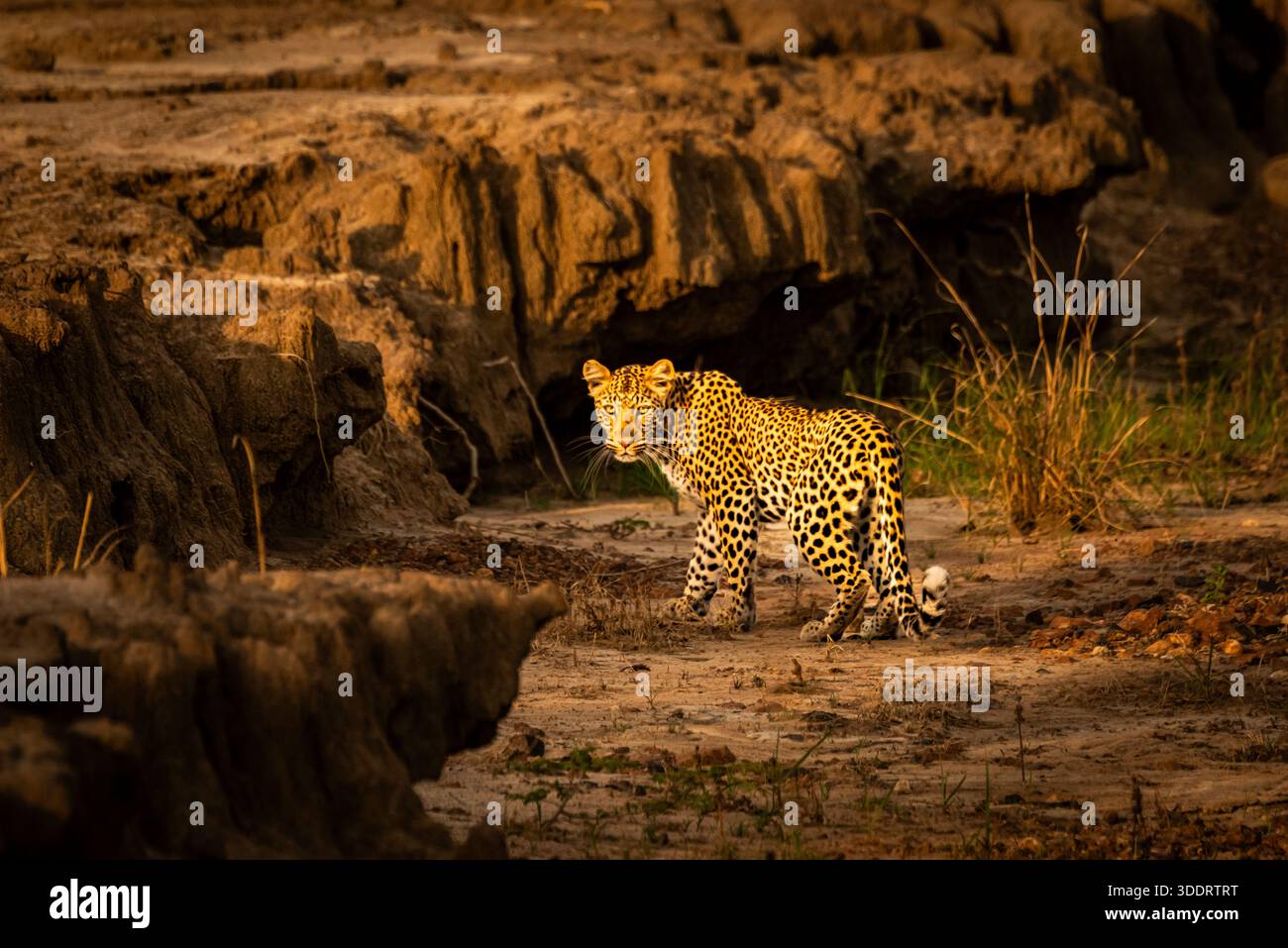 leopards are one of the most elusive but also photogenic cats Stock ...