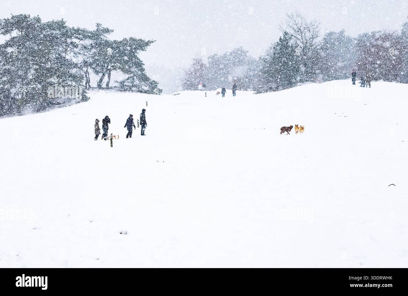 LOON OP ZAND - Snow fun in the Loonse en Drunense Dunes National Park ...