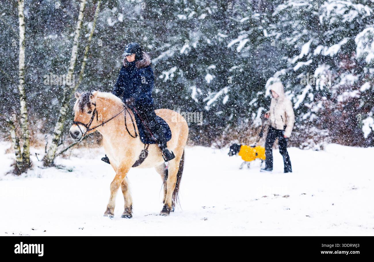 LOON OP ZAND - Snow fun in the Loonse en Drunense Dunes National Park ...